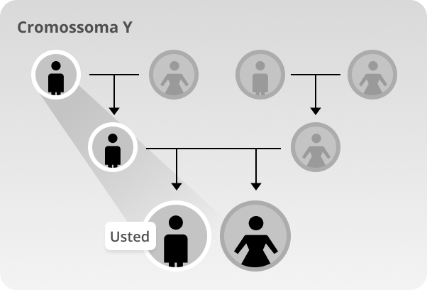 Linaje Paterna | Genera
